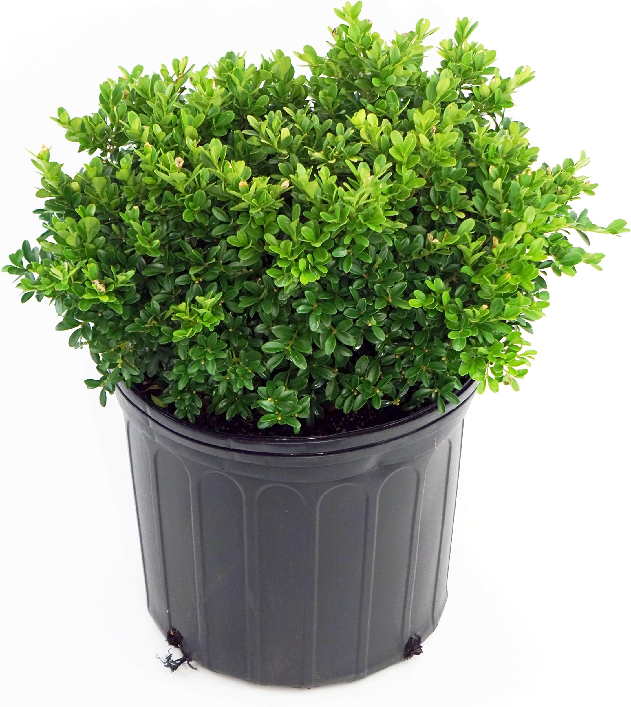 Amazon.com : Japanese Boxwood (Buxus) - Live Plant - (1 QT) - Evergreen ...