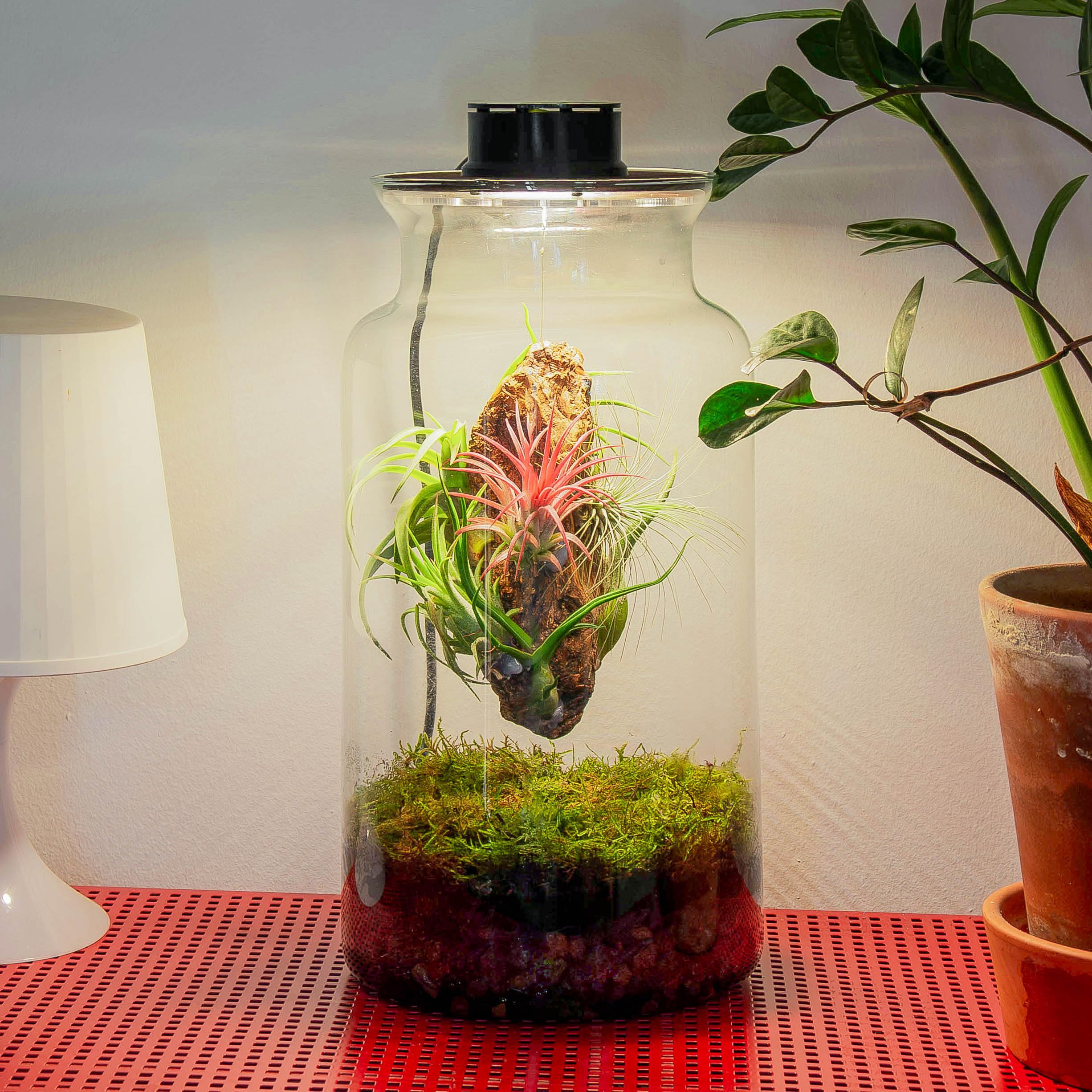 Ecosistemas Terrarios Con Todo Incluido Kit De Bricolaje Para Terrario