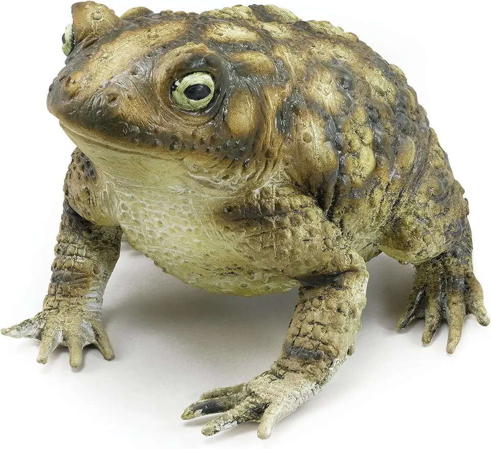 The Fascinating Reproduction Of Surinam Toads: A Closer Look At Their ...