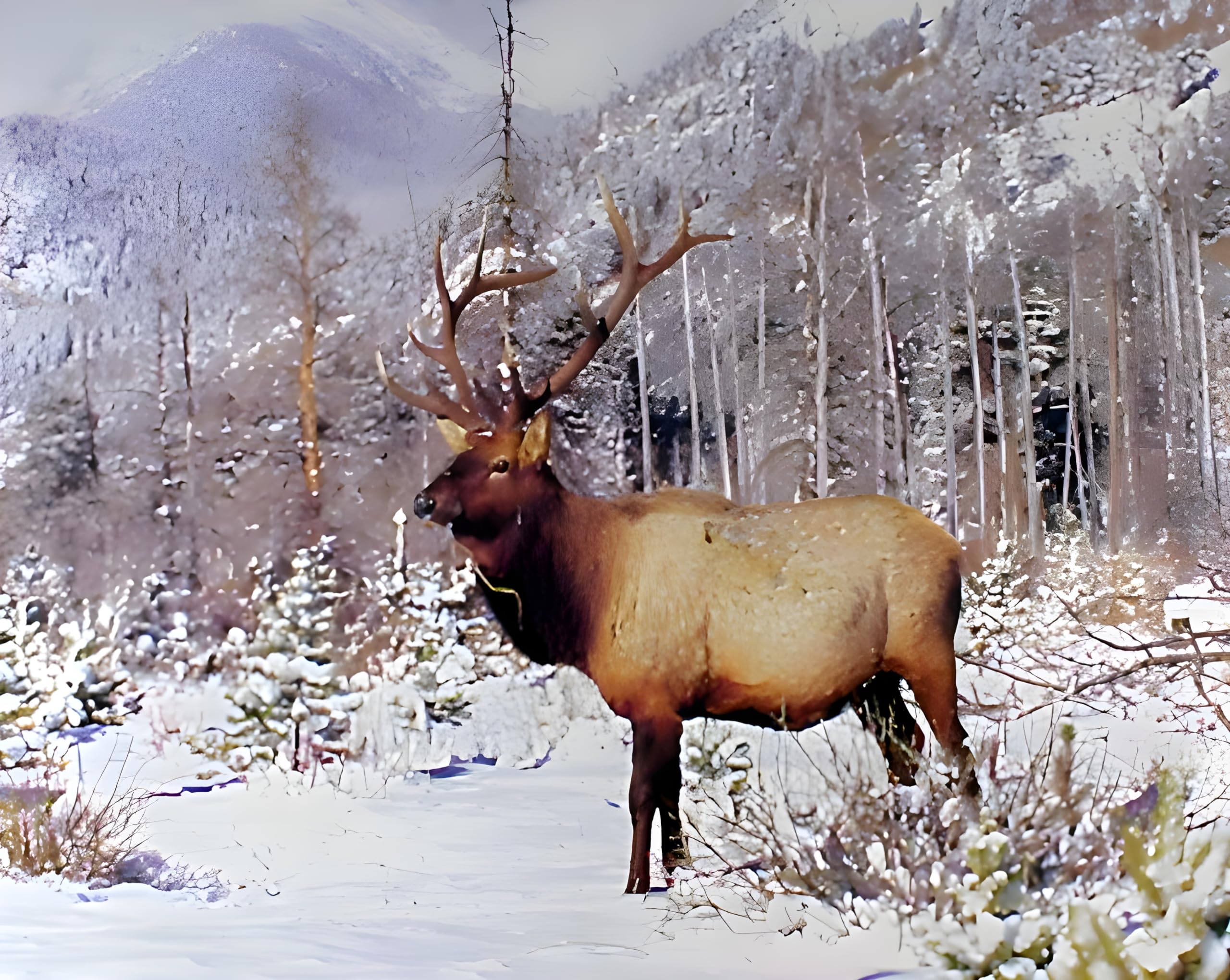 Elk Animal