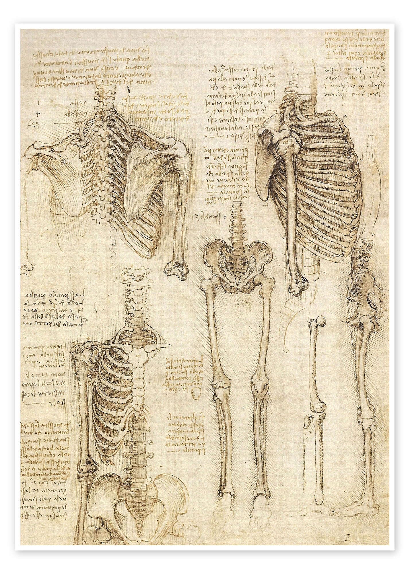 Anatomy Study Skeletal Poster By Leonardo Da Vinci 30 X | Desertcart INDIA