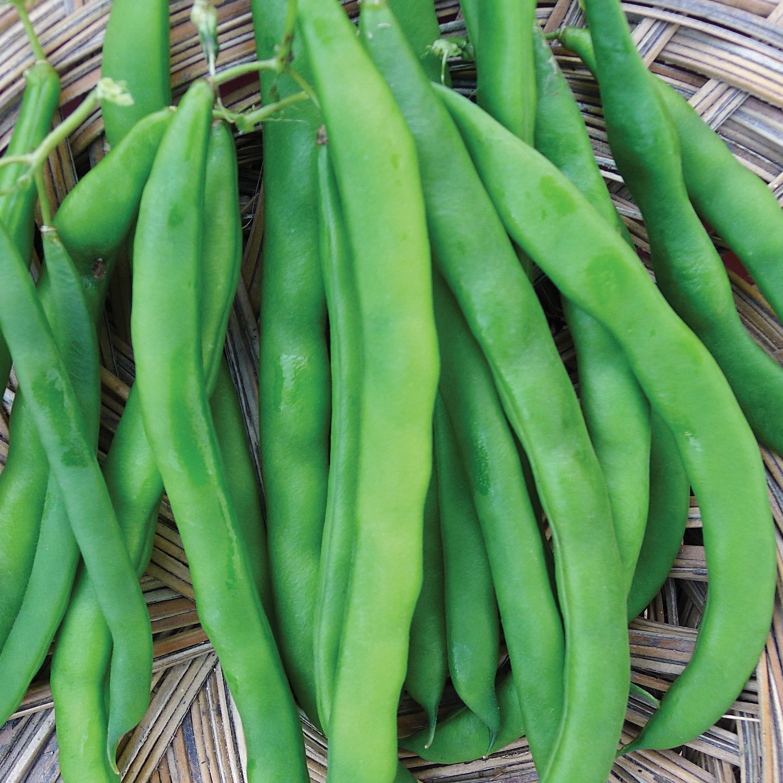 Amazon.com : Wetsel Seed Products 1151 White Half Runner Beans Seeds ...
