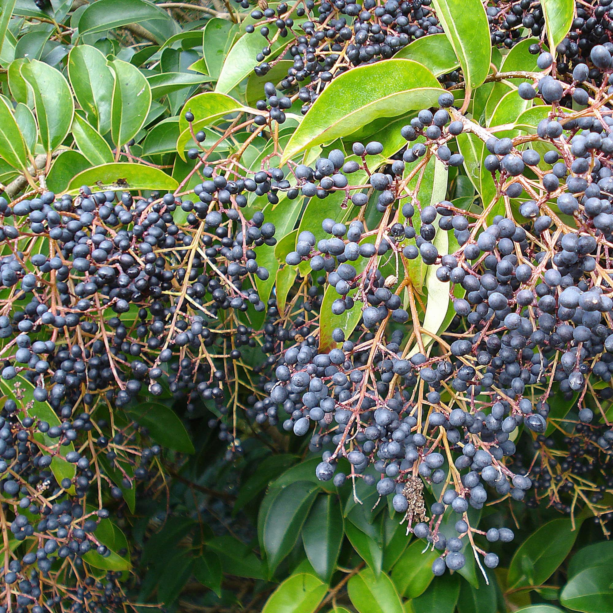 Privet Hedge Berries The Berries Of Common Privet Ligustrum Vulgare L