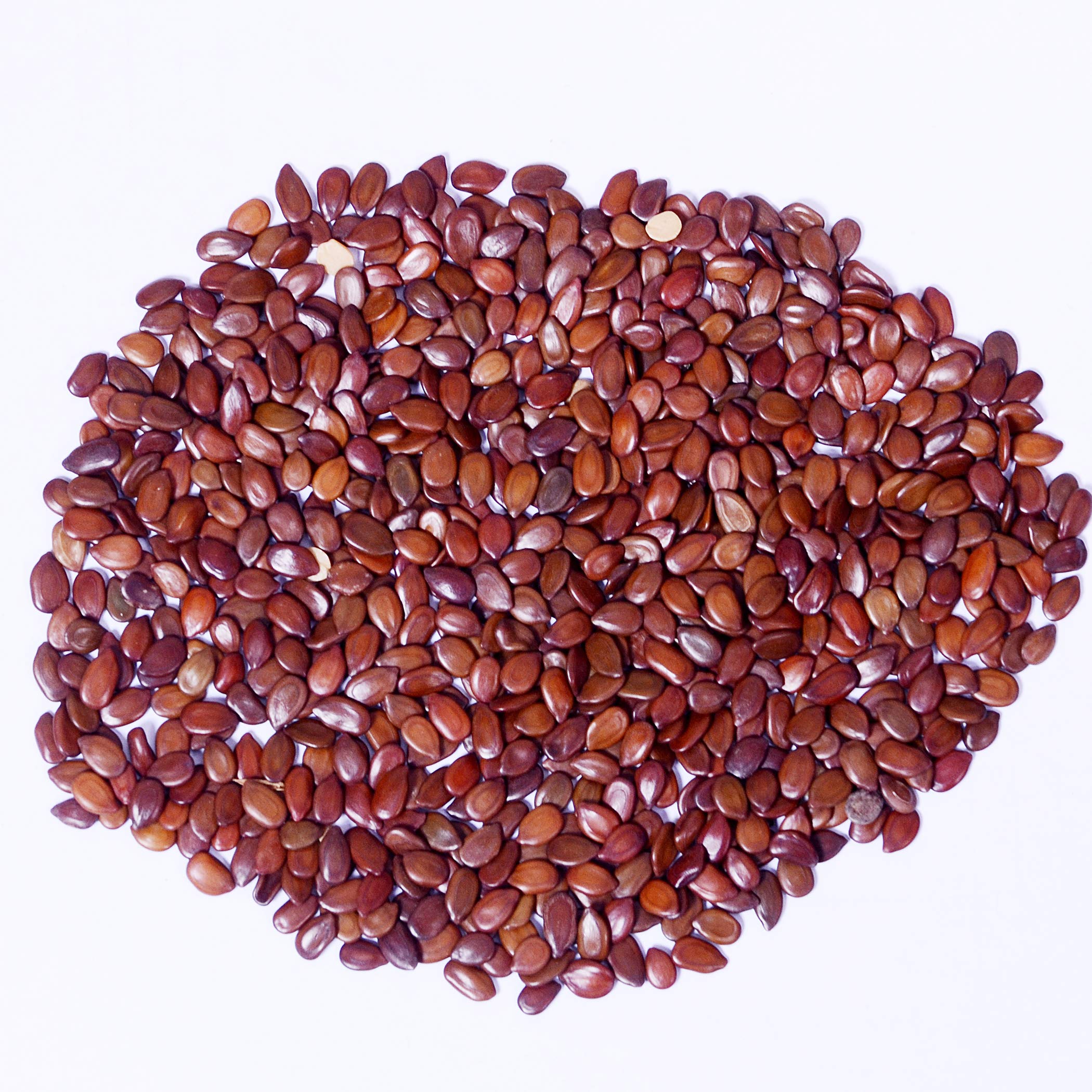 Buy RK -Subabul- Leucaena leucocephala,subabul tree subabul fodder seed ...
