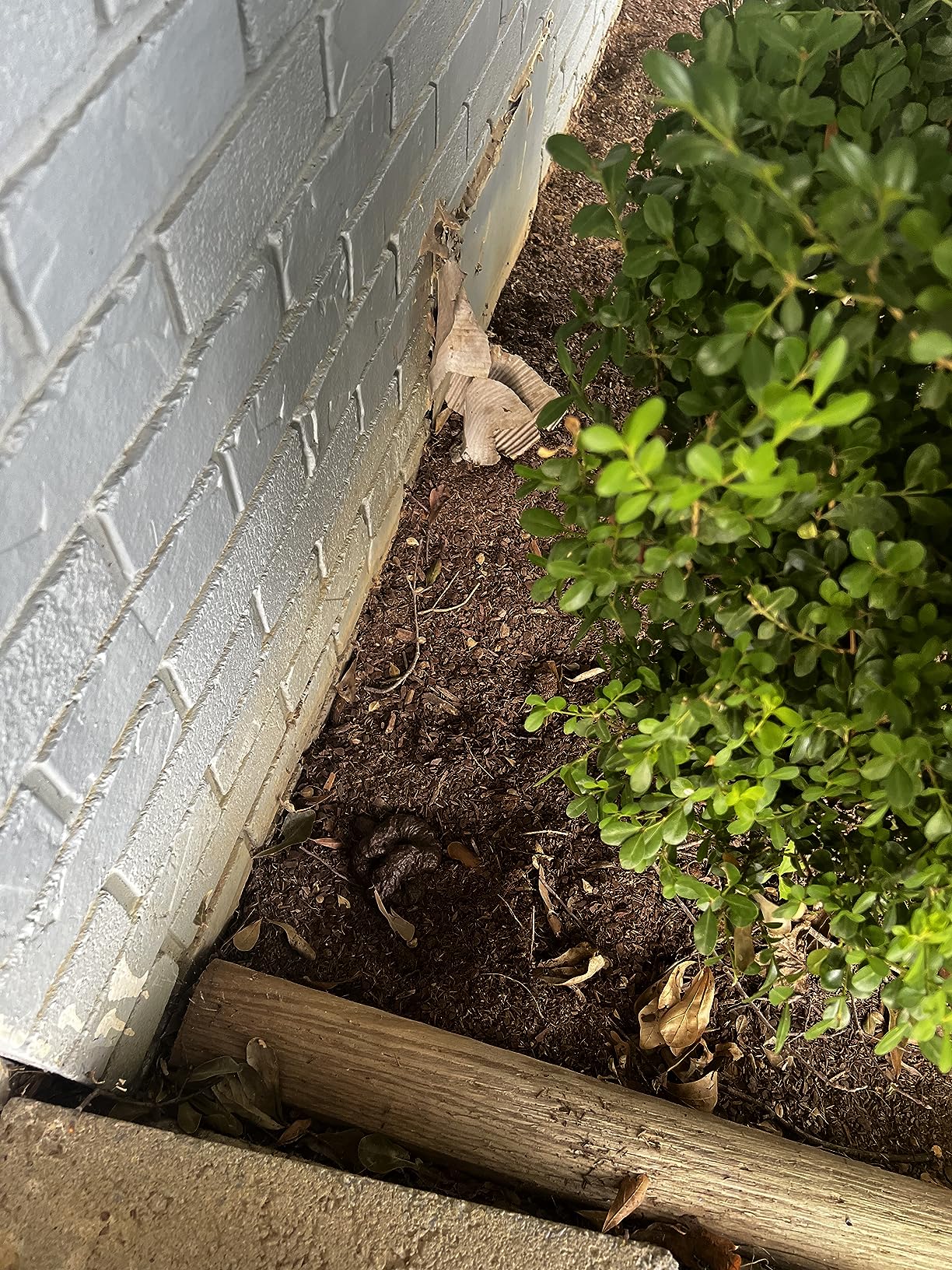 Amazon.com : Lixit Hide-A-Key Fake Dog Poop : Pet Supplies