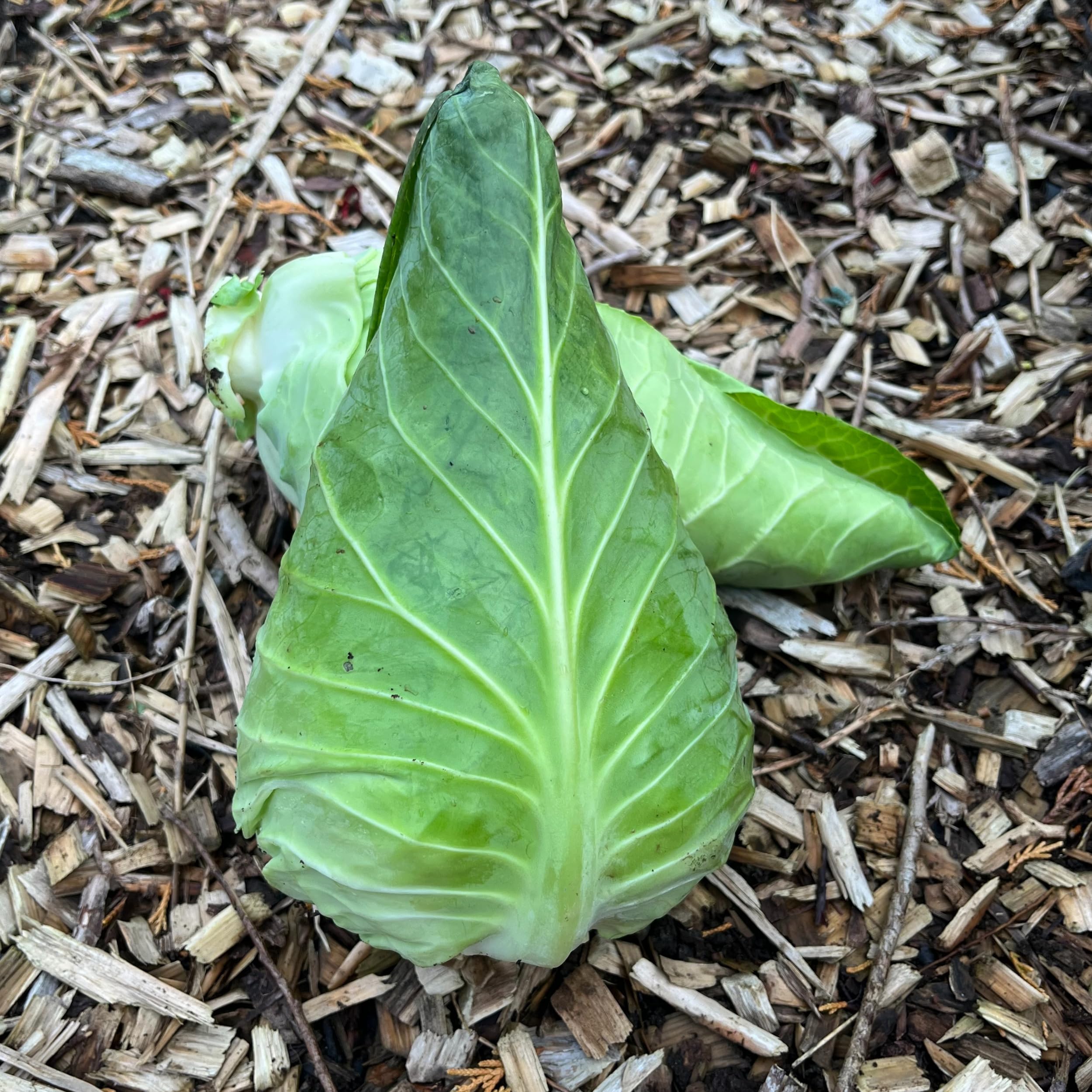 Container Gardening Cabbage Growing Cabbage In Containers And Planting