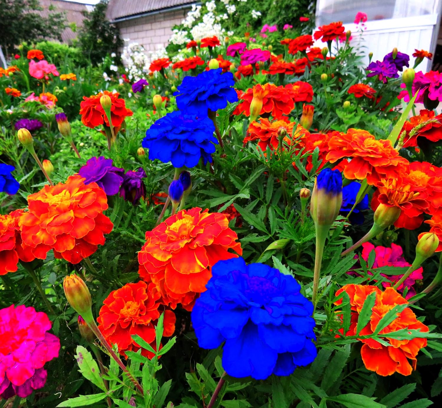 Amazon.com : 100 Pcs Mixed Marigold Seed Beautiful Flower to Plant in ...
