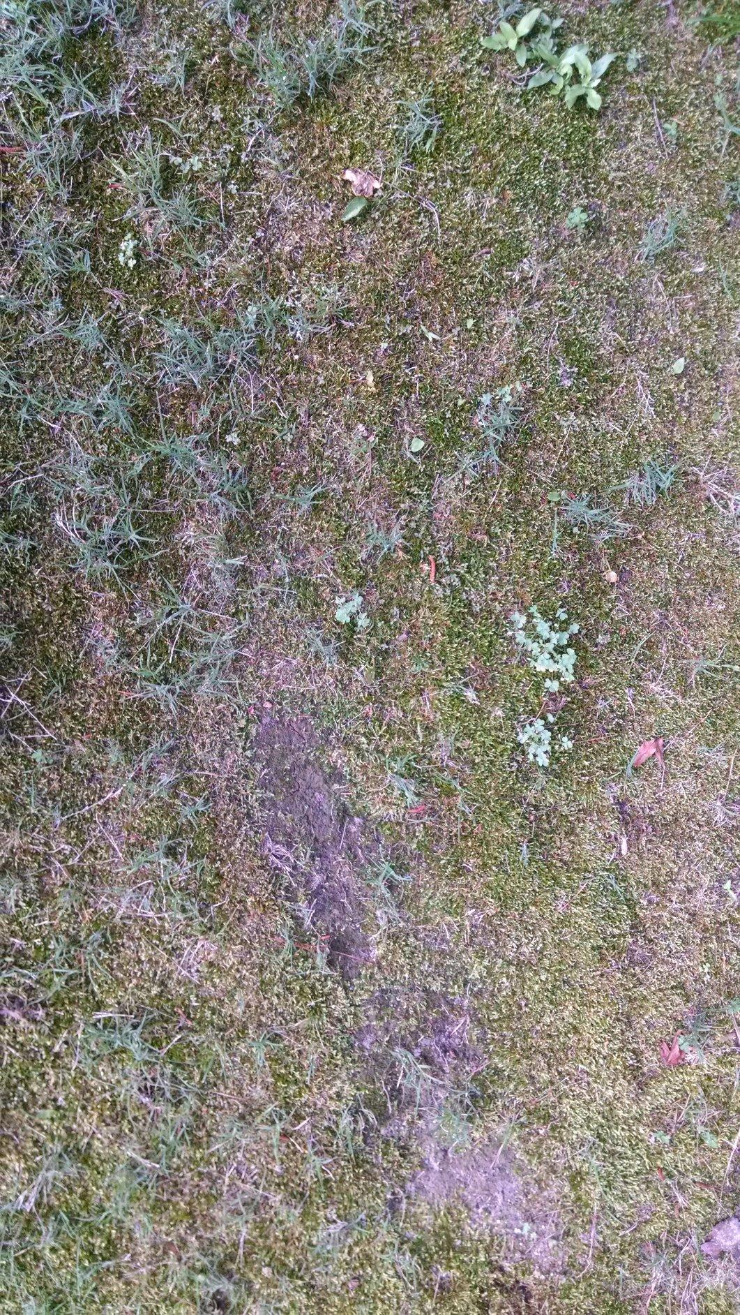 Amazon.com : Scotts 3-in-1 Moss Control Ready-Spray, Fast-Acting Moss ...