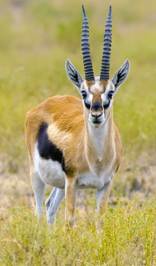 Cute Gazelle Wallpaper -- HD Wallpapers of Cute Gazelles! - Aplicativo ...
