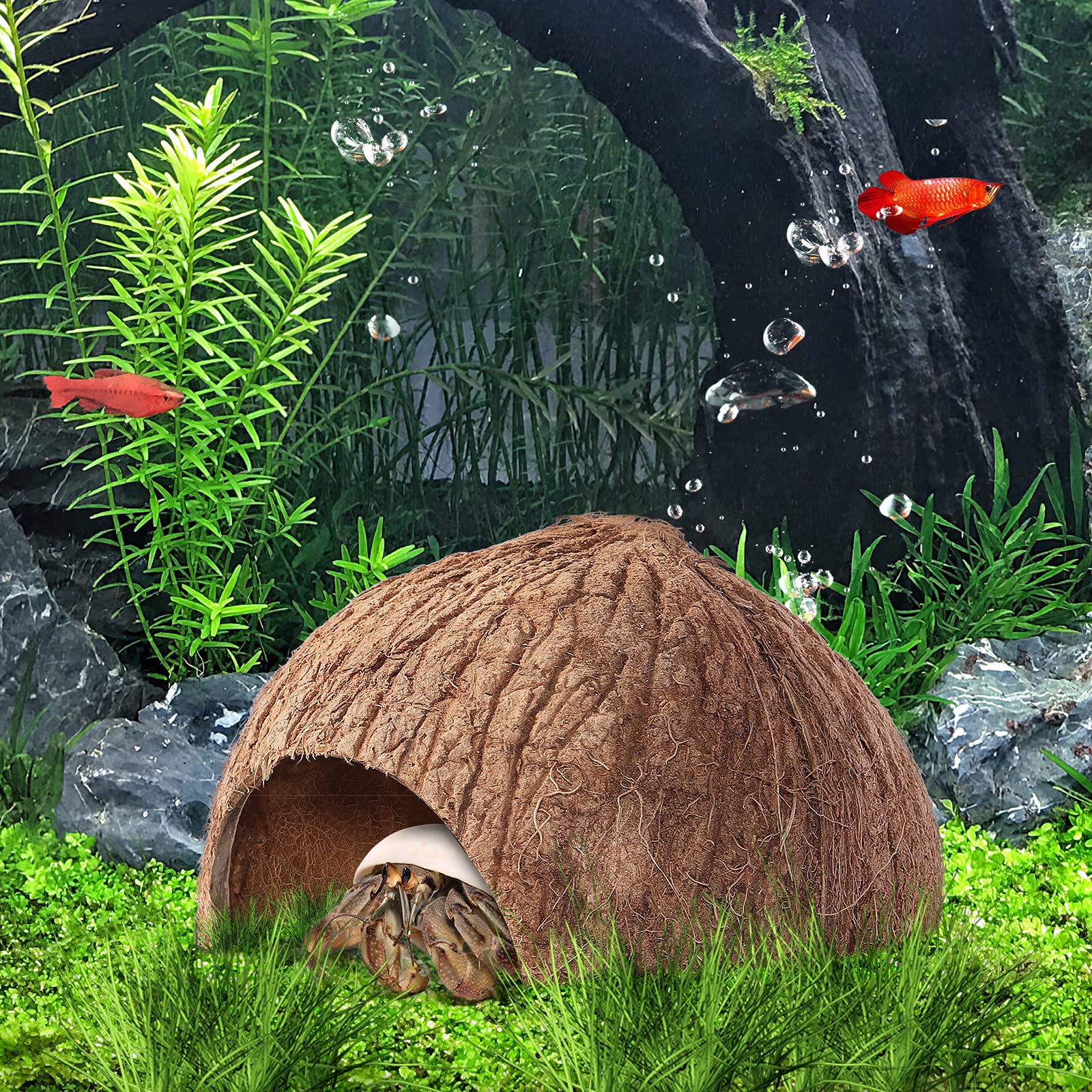 POPETPOP 2Pcs Hermit Crab Climbing Toys - Coconut Shell Natural Hut ...