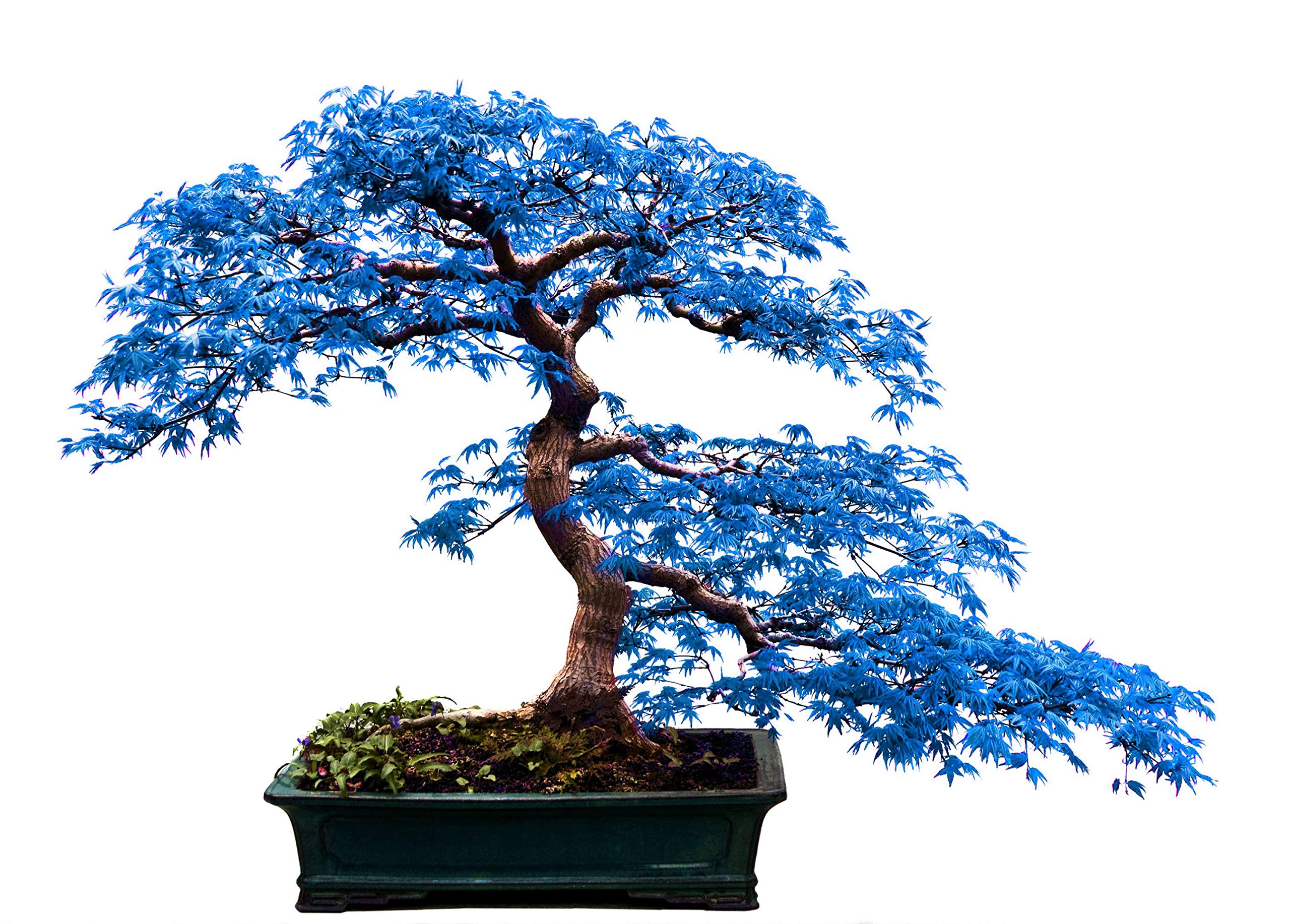 Rare 10Pcs Blue Maple Seeds Bonsai Ornamental Plants Garden Indoor ...