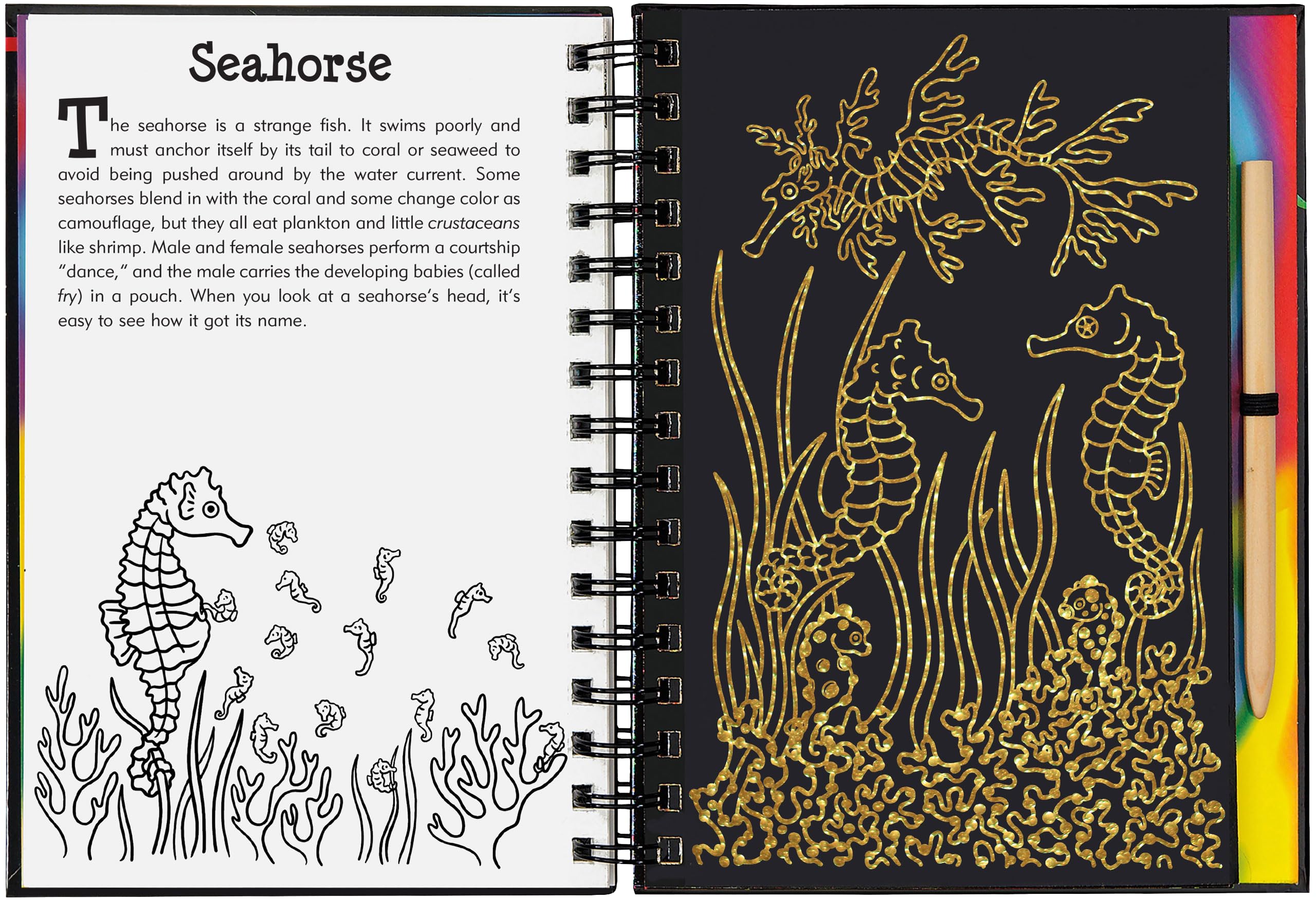 Snapklik.com : Scratch & Sketch Coral Reefs