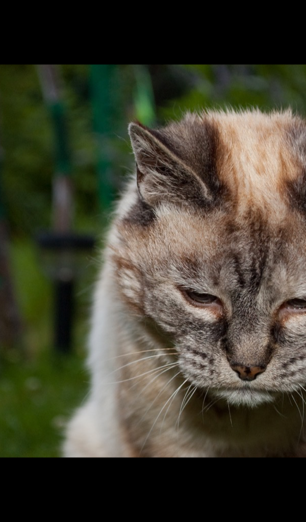 sad cat Wallpaper -- HD Wallpapers of sad cats! - App on Amazon Appstore