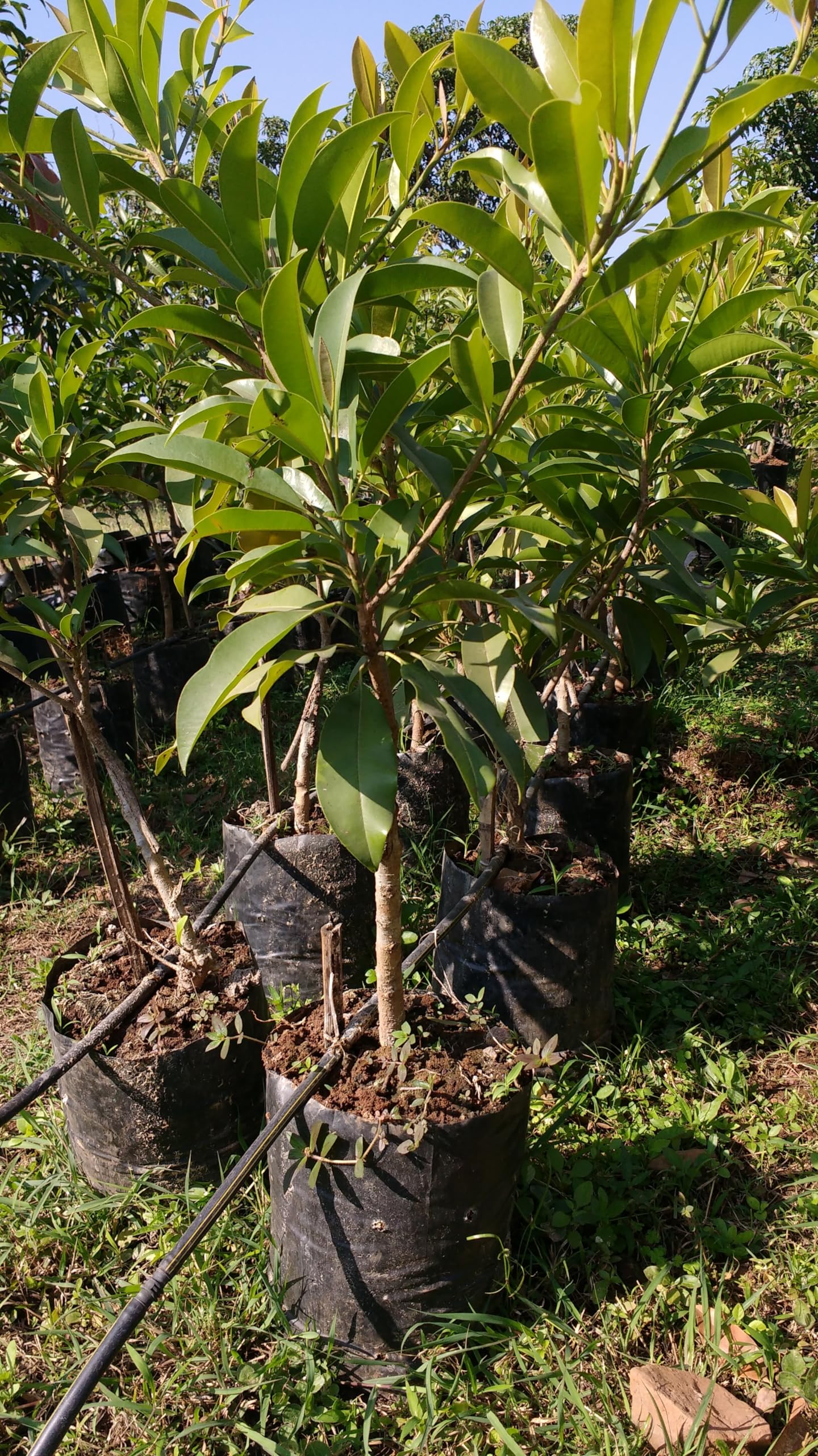 Sapota plant,plant for sapota (Pack of 1) : Amazon.in: Garden & Outdoors