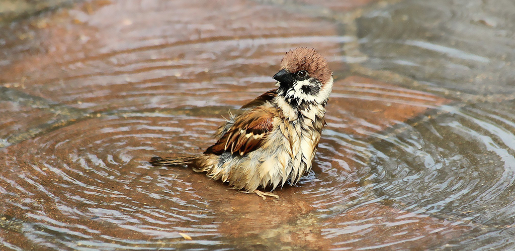 Wet Bird Memes