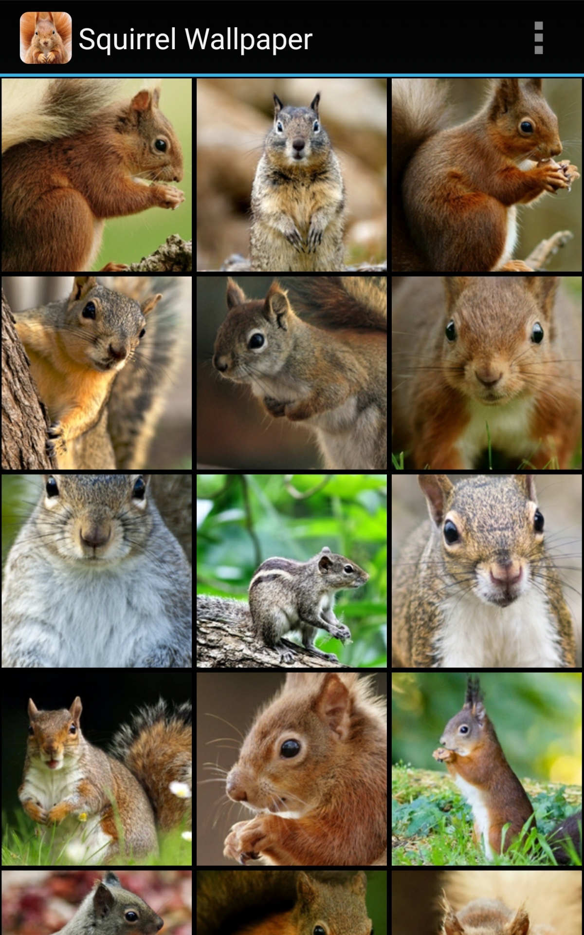 Funny Squirrel Wallpaper