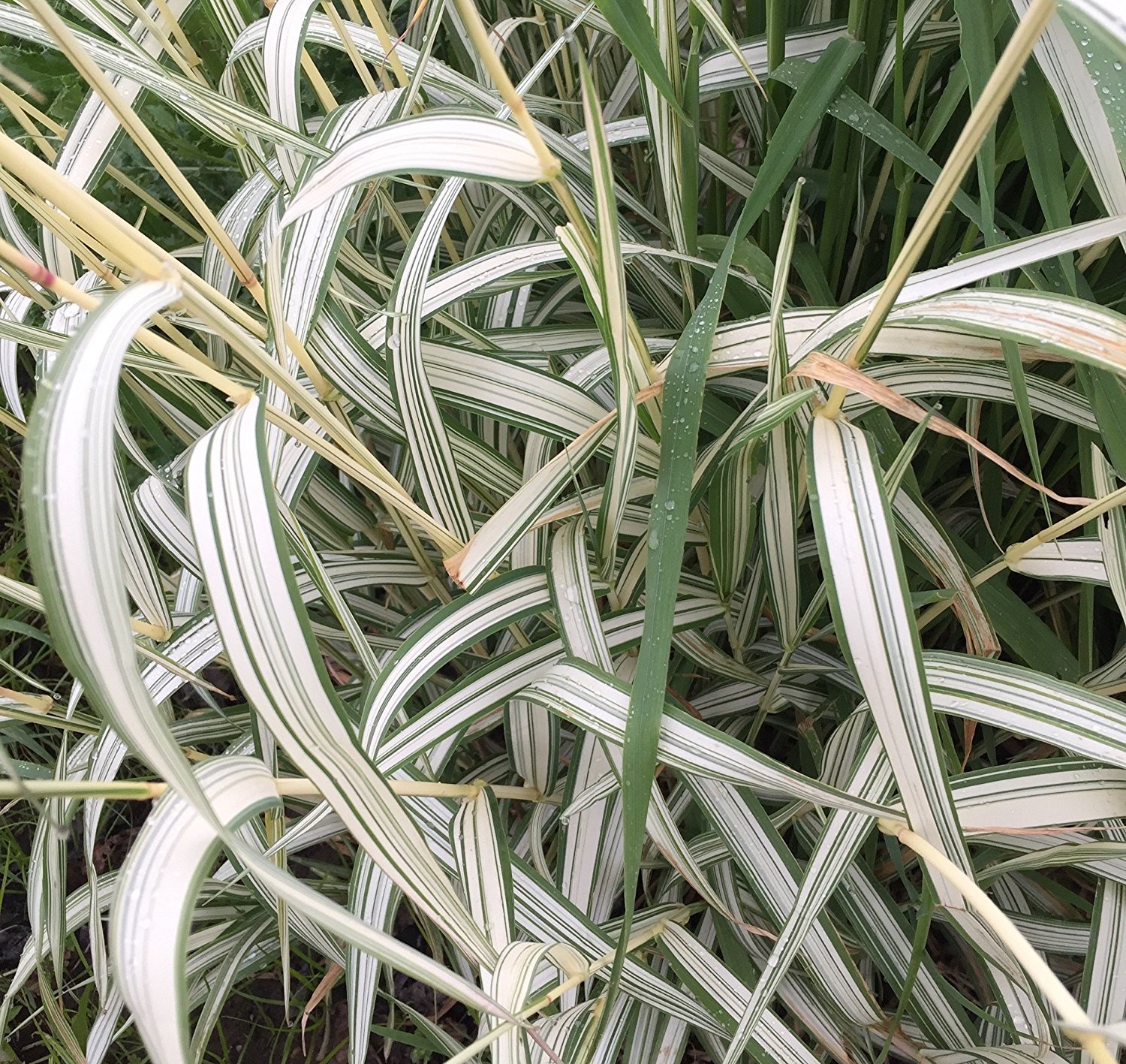Variegated Ribbon Grass