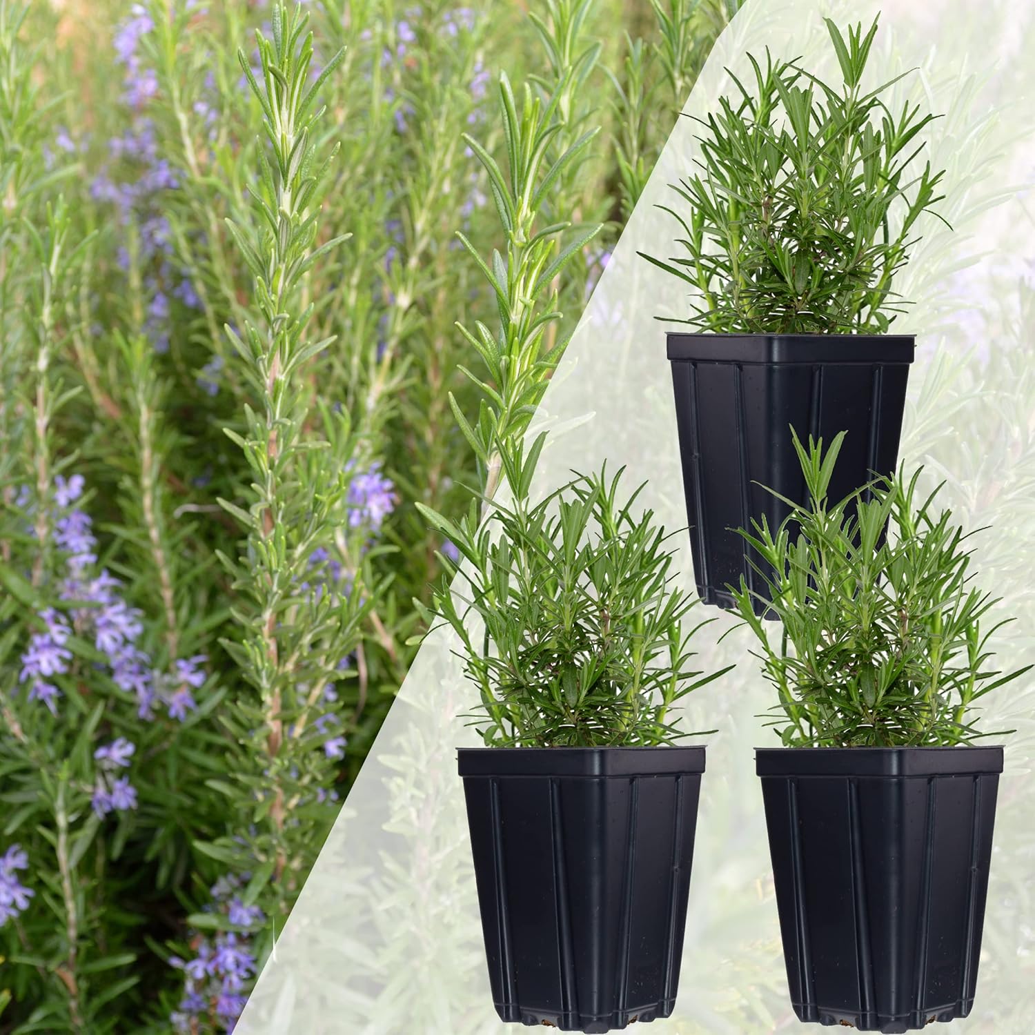 Amazon.com : Stargazer Perennials Rosemary Herb Plant, 3 Live Plants in ...