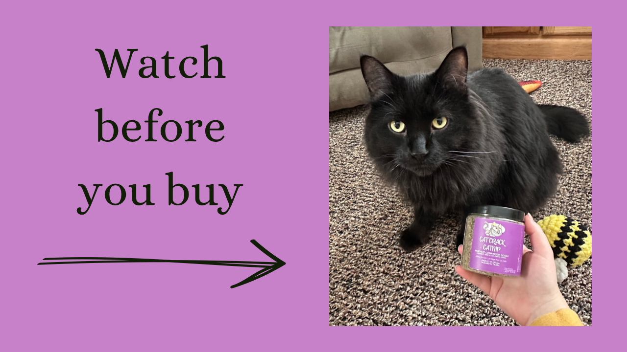 Watch See my cats reaction! #Ad on Amazon Live