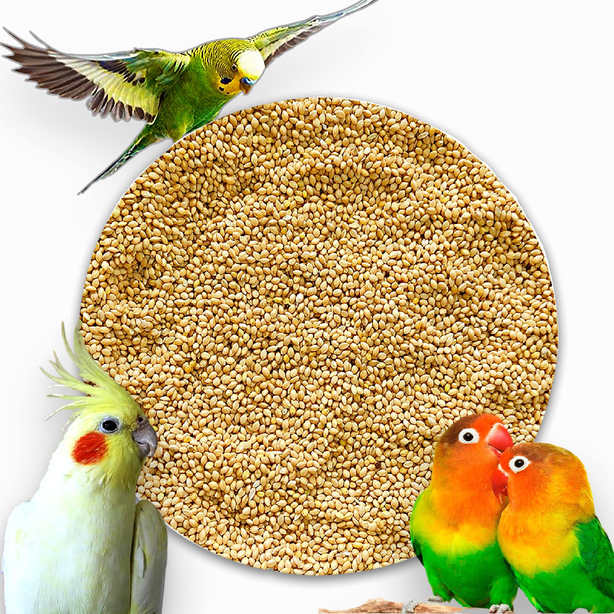 Buy Big Kangni for Birds(White),(5kg), Daily Use, Clean & Dry Seed for ...