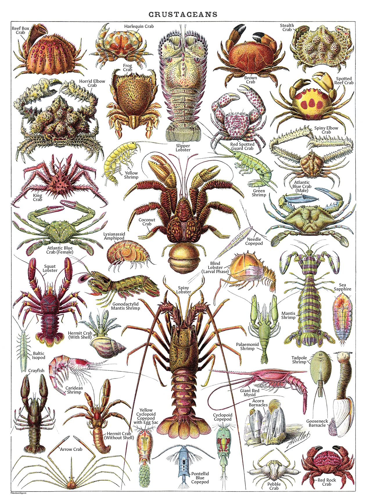 Buy Vintage Crustaceans Print - Marine Life Identification Reference ...