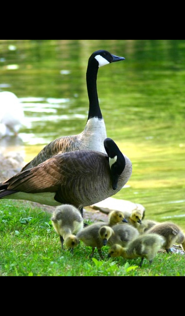 Baby Goose Chick Wallpaper -- HD Wallpapers of Baby Goose Chicks! - App ...