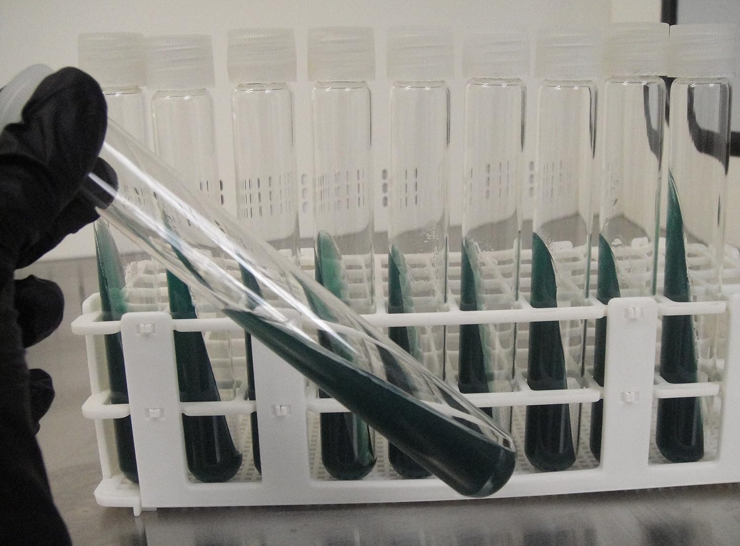 Amazon.com: Pure Micro Media-Prepared Simmons Citrate Agar Slant ...