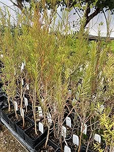Amazon.com : Melaleuca alternifolia/Australian Tea Tree Live Plant 2.5 ...