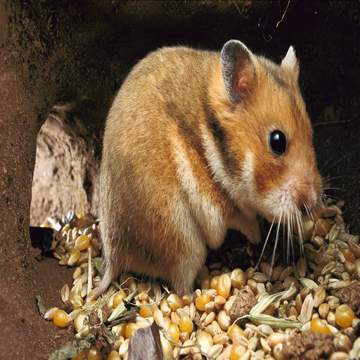 How To Care For A Hamster - App on Amazon Appstore