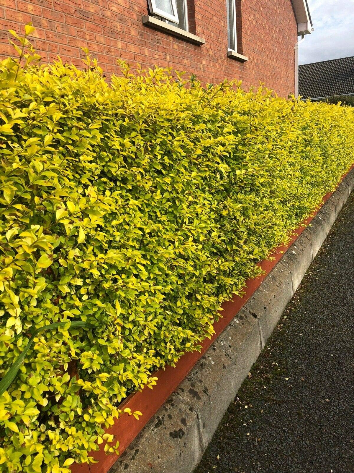Gold Privet Hedging Plants 20-40cm Ligustrum Aureum Evergreen Hedge ...