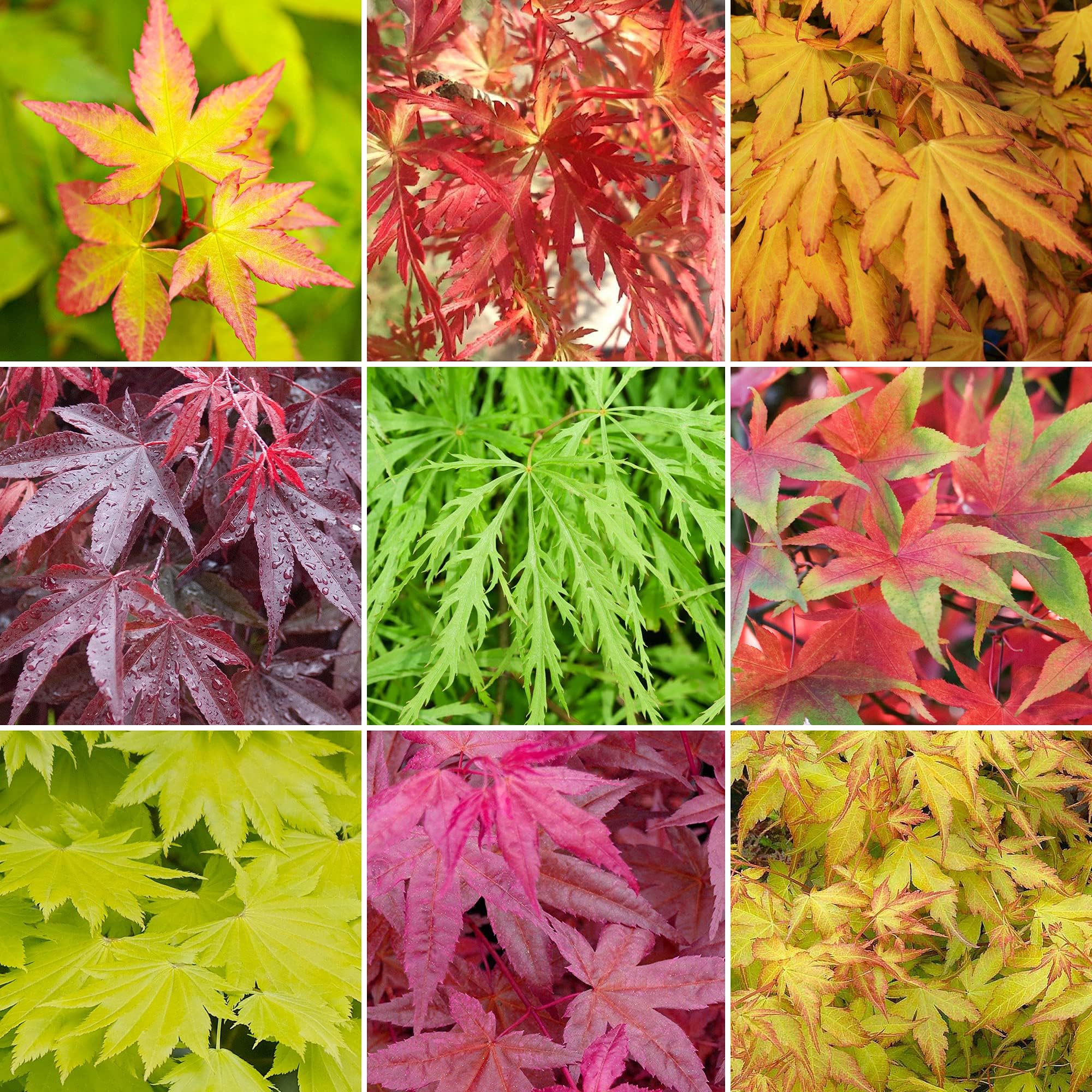 Plant Theory 40cm Grafted Katsura Japanese Maple Acer Palmatum Shrub ...