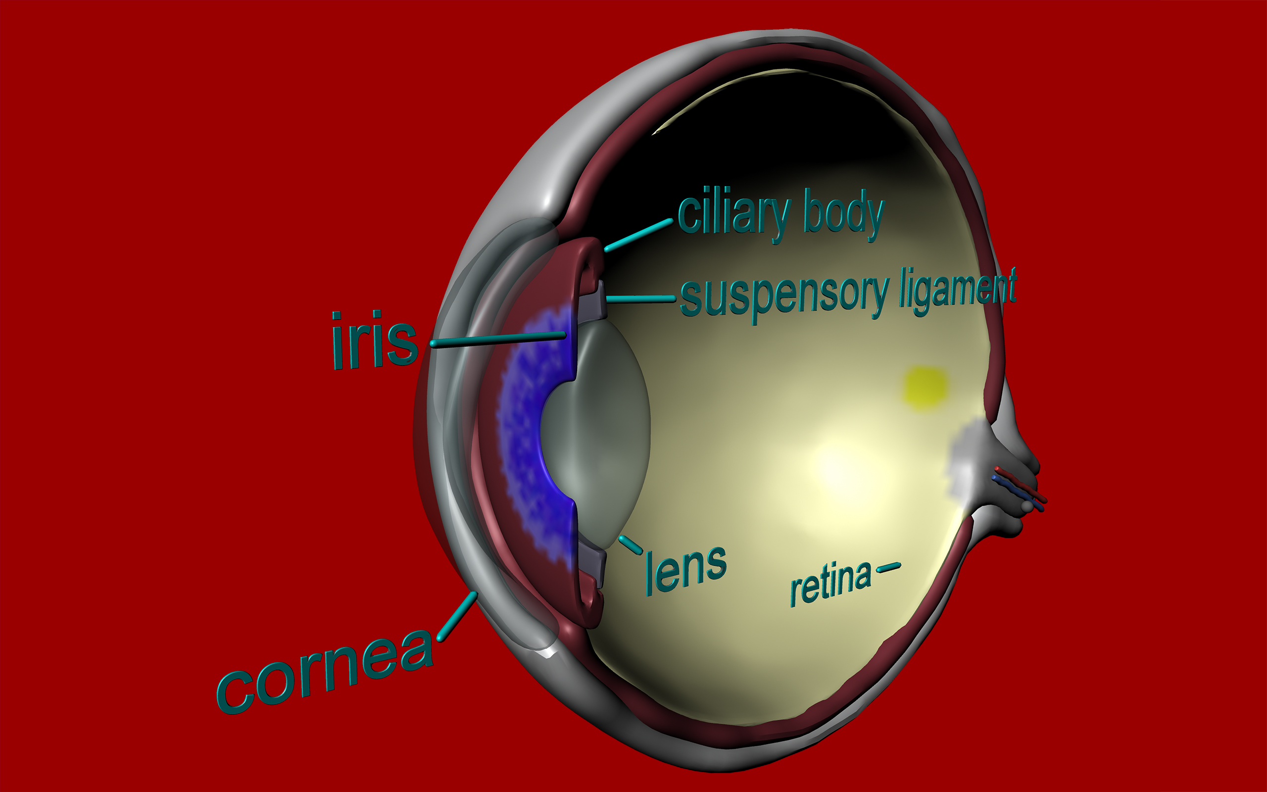 Eye Anatomy And Function Douglas And Cobane – Anatomy Of The Eye