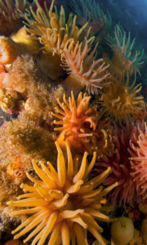 Coralreef Cool Wallpapers - App on Amazon Appstore