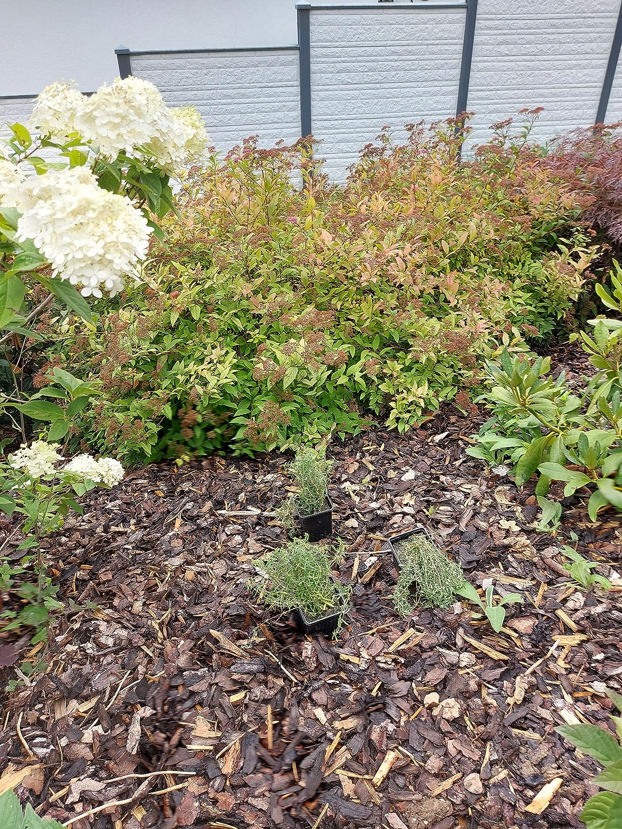 BALDUR Garten Bodendecker winterharte Bergsandblume, 3 Pflanzen ...