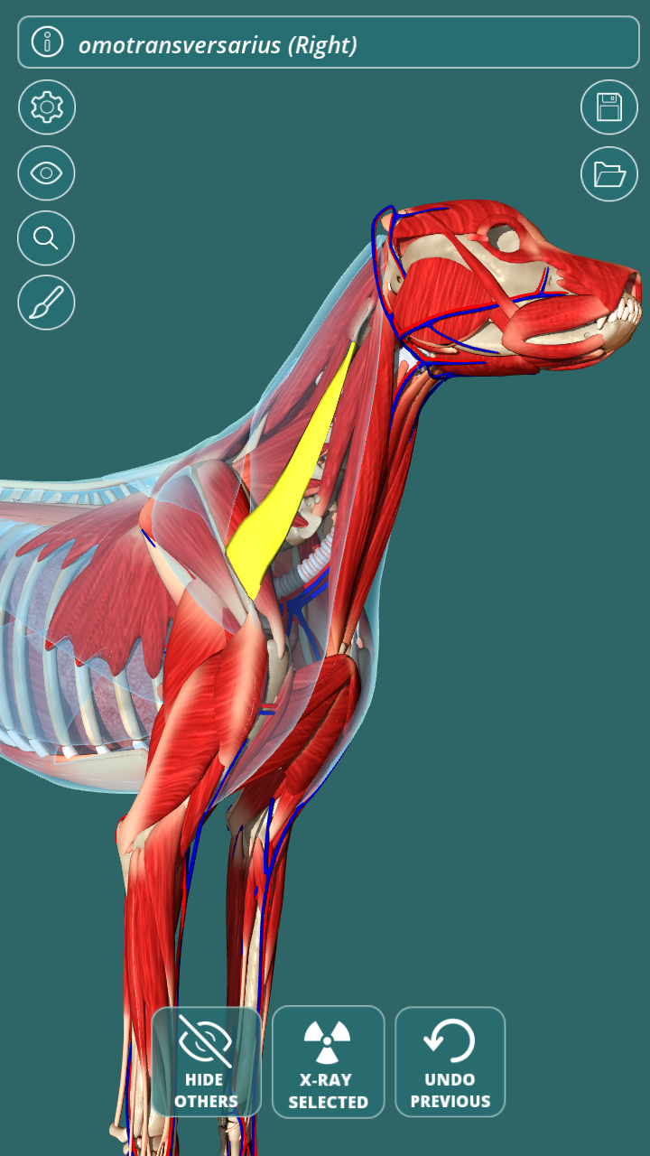 Colorado State Virtual Canine Anatomy 🐶 IVALA Learn | 3D Veterinary