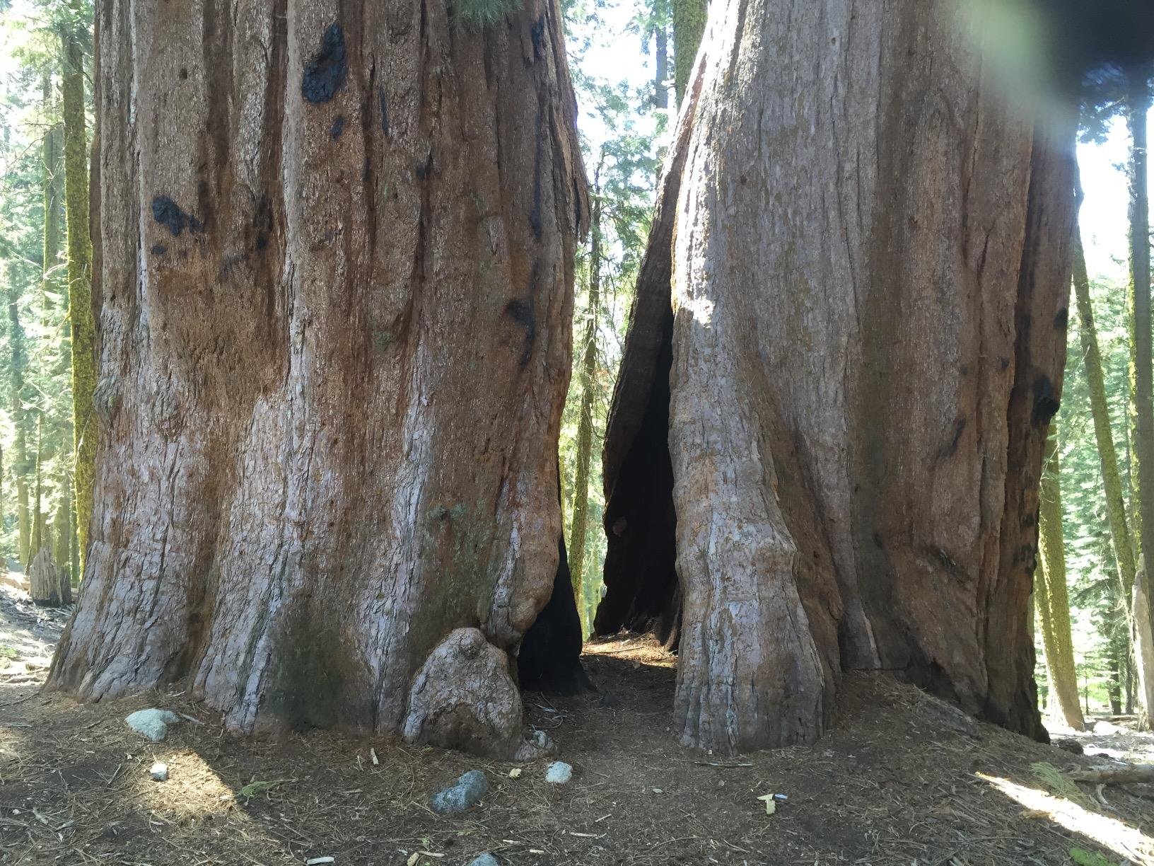 Lab Girl: A Memoir: Jahren, Hope: 9781101873724: Amazon.com: Books