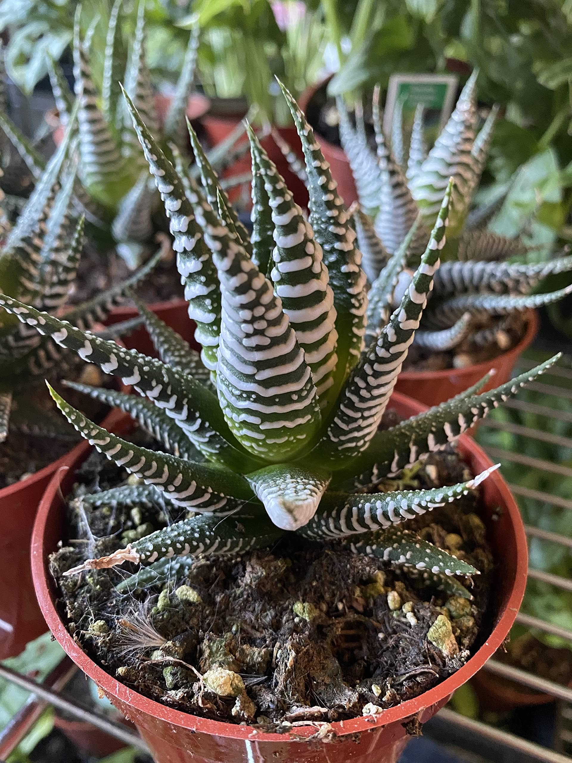 Amazon.com : Zebra Plant - Haworthia fasciata - Easy to grow/Hard to ...