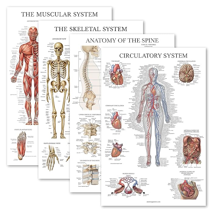 Buy 4 Pack - Anatomical Poster Set - Laminated - Muscular, Skeletal ...
