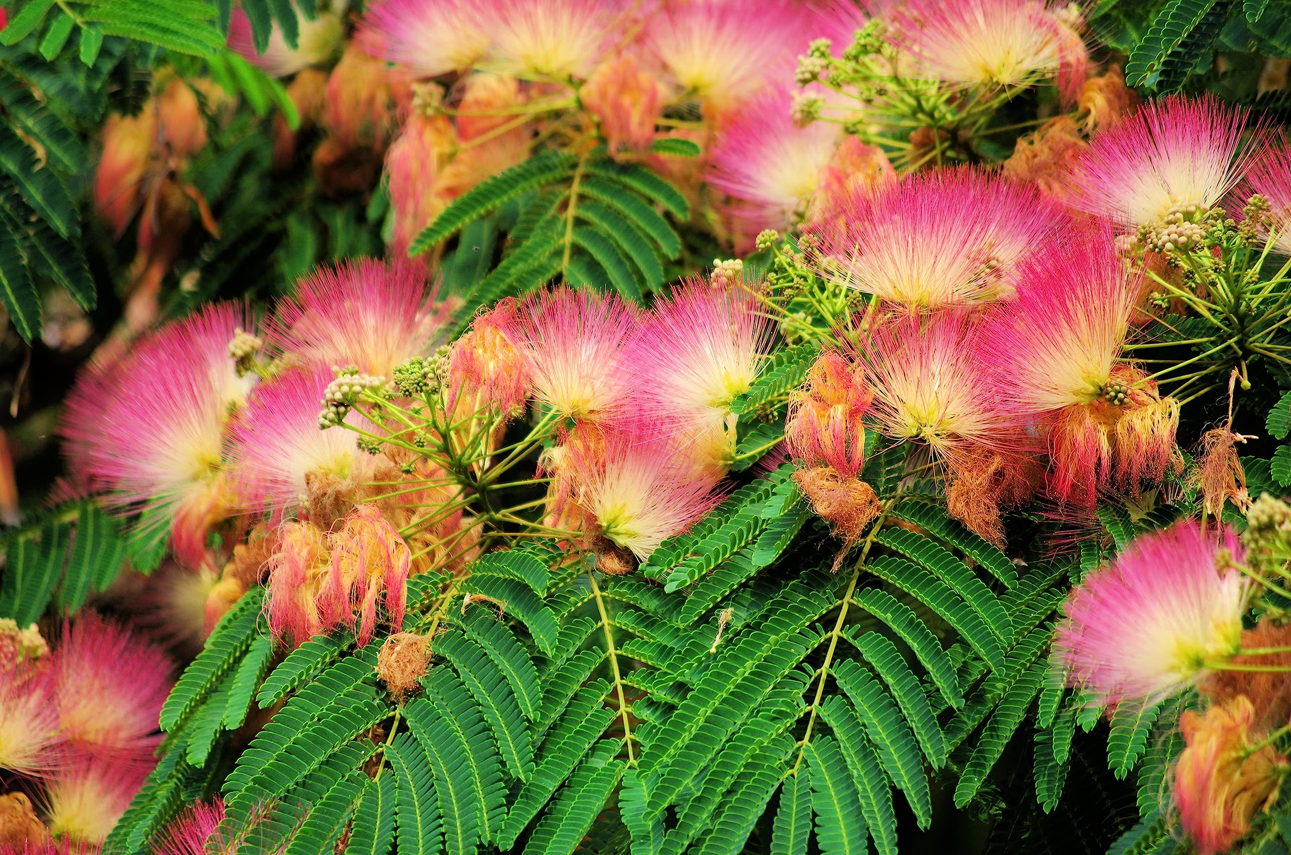 Amazon.com : Mimosa Silk Tree, Albizia julibrissin, 50 Seeds (Fast ...