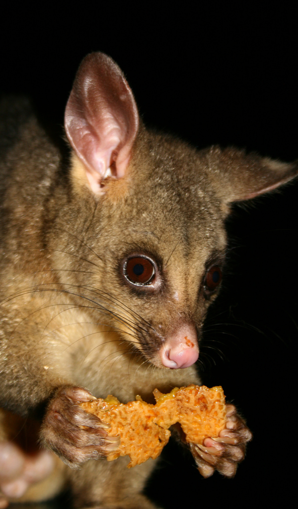cute possum Wallpaper -- HD Wallpapers of cute possums! - App on Amazon ...