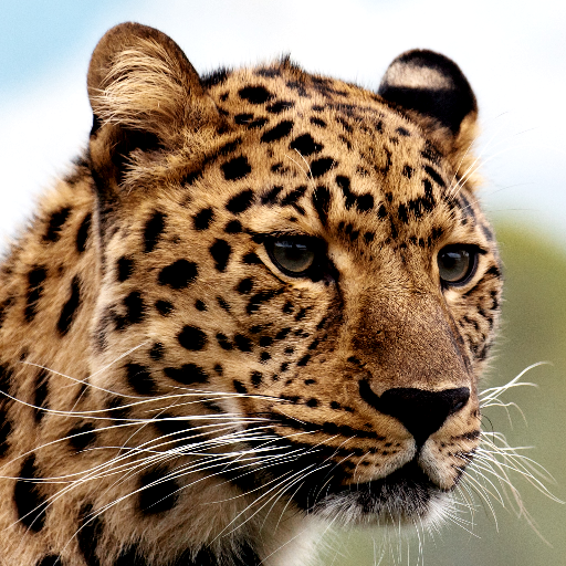 Leopard Wallpapers - App on Amazon Appstore