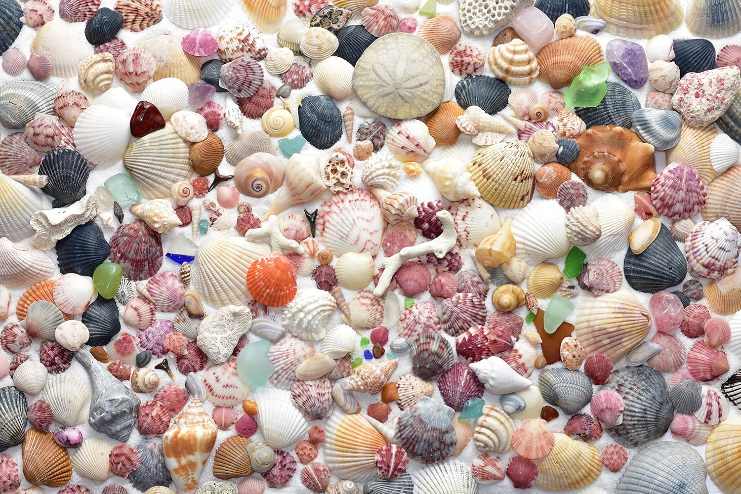 Amazon.com: Parachute Puzzles Sea Shore Sea Shells - Seashell and ...