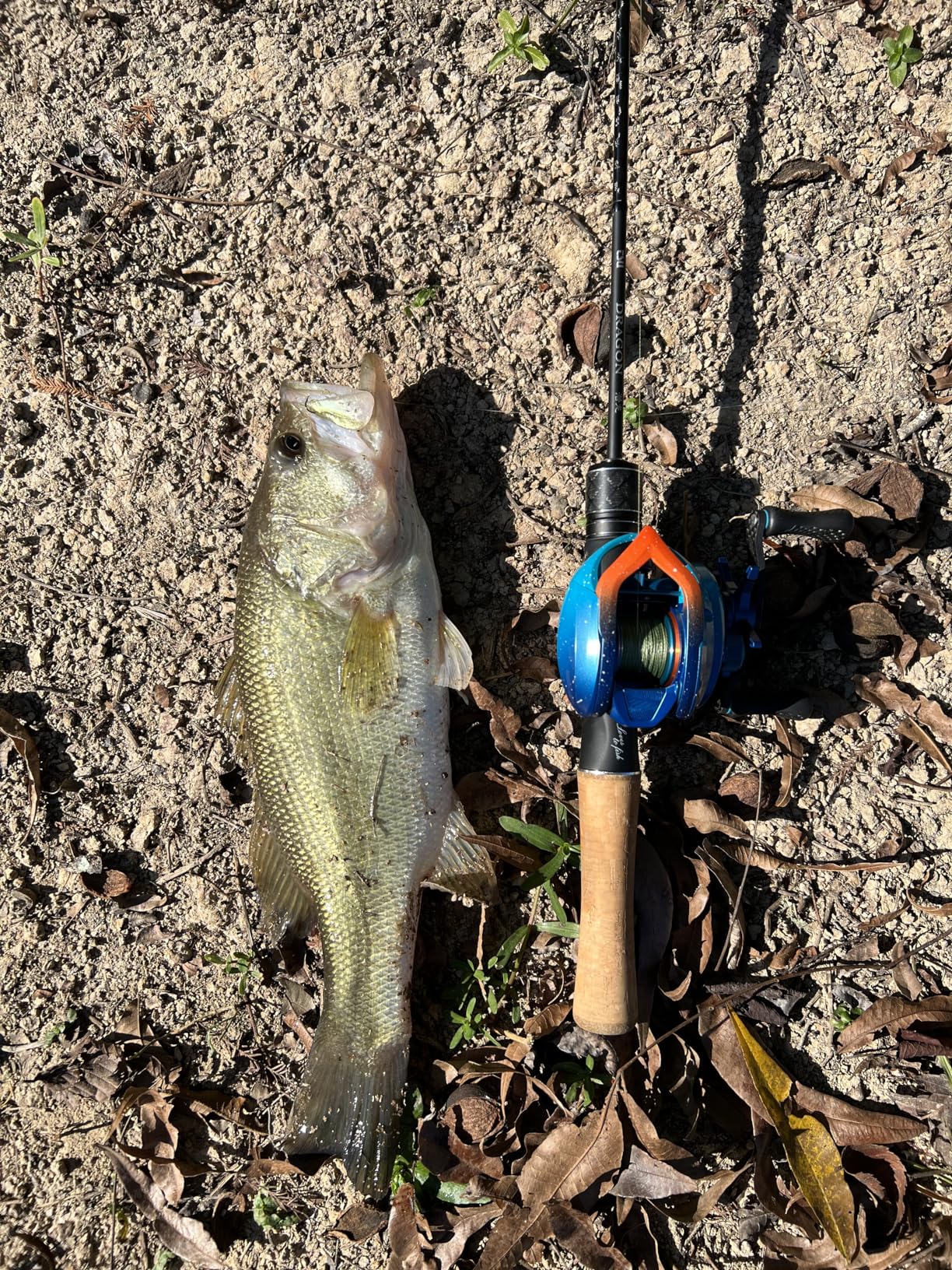 Amazon.com : Flight Feather Kingfisher FF01 BFS Baitcasting Reel - F1X ...