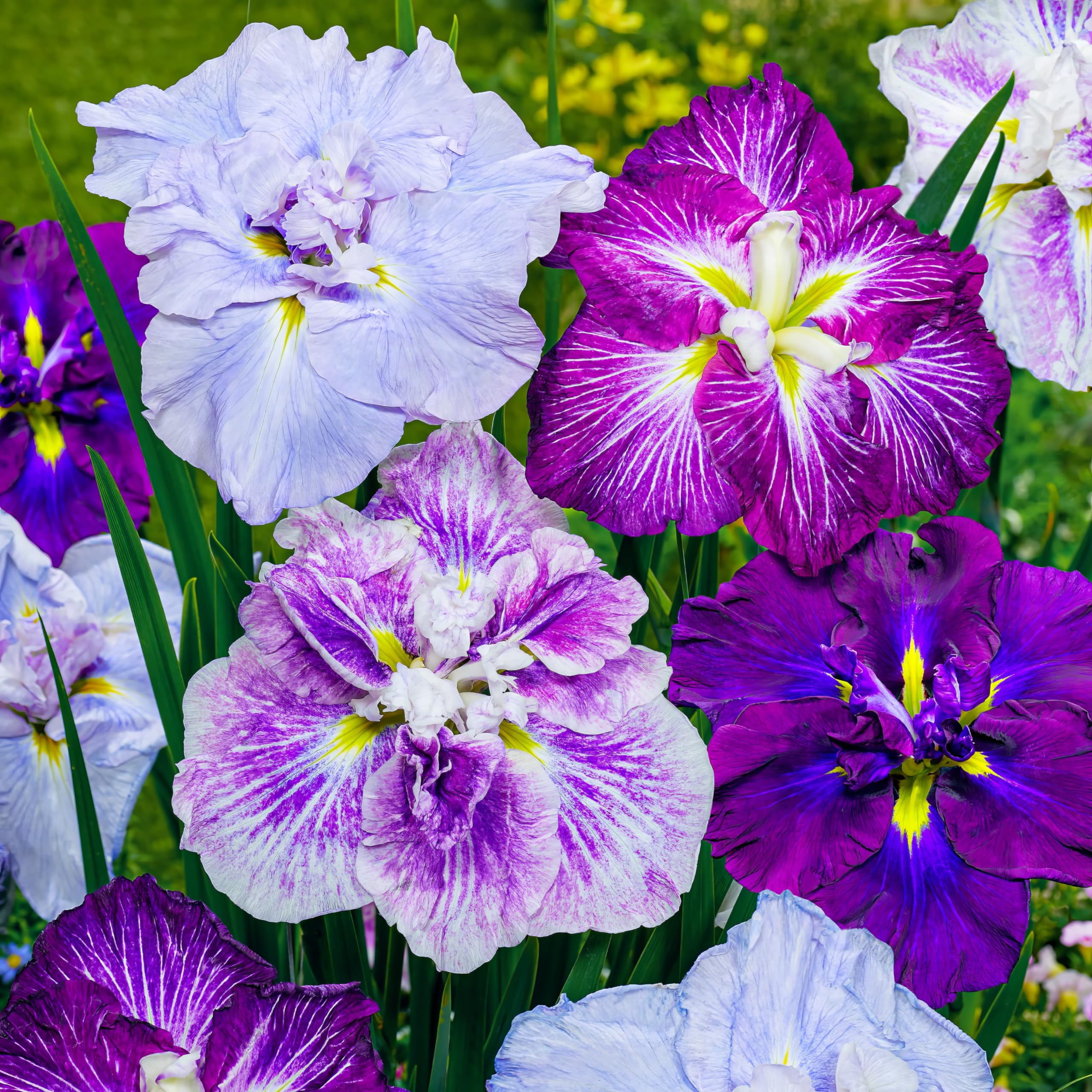 Japanese Iris Perennials Flowers