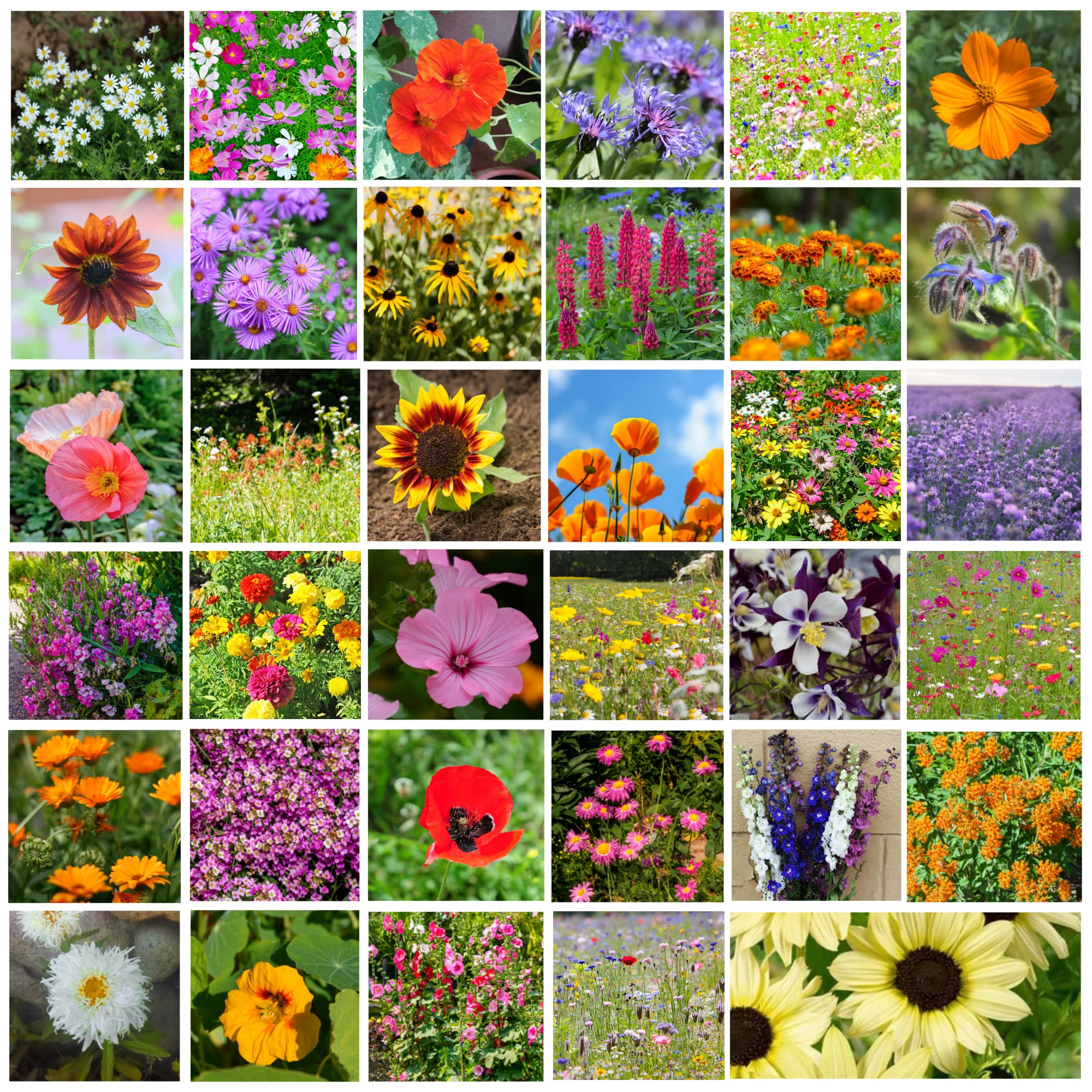 Amazon.com : 35 Varieties of Flower Seeds for Planting, ~20,000 Seeds ...