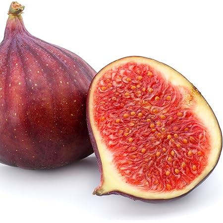 Amazon.com : Texas Everbearing Fig Tree Live Plant - Ficus carica ...