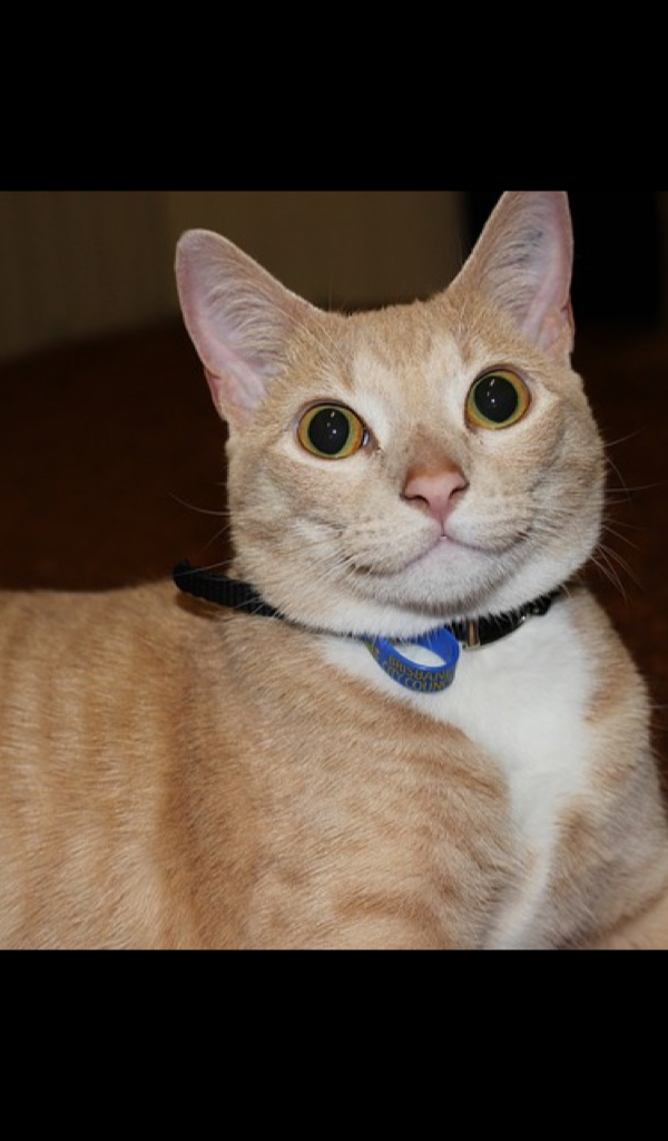 smiling cat Wallpaper -- HD Wallpapers of smiling cats! - App on Amazon ...