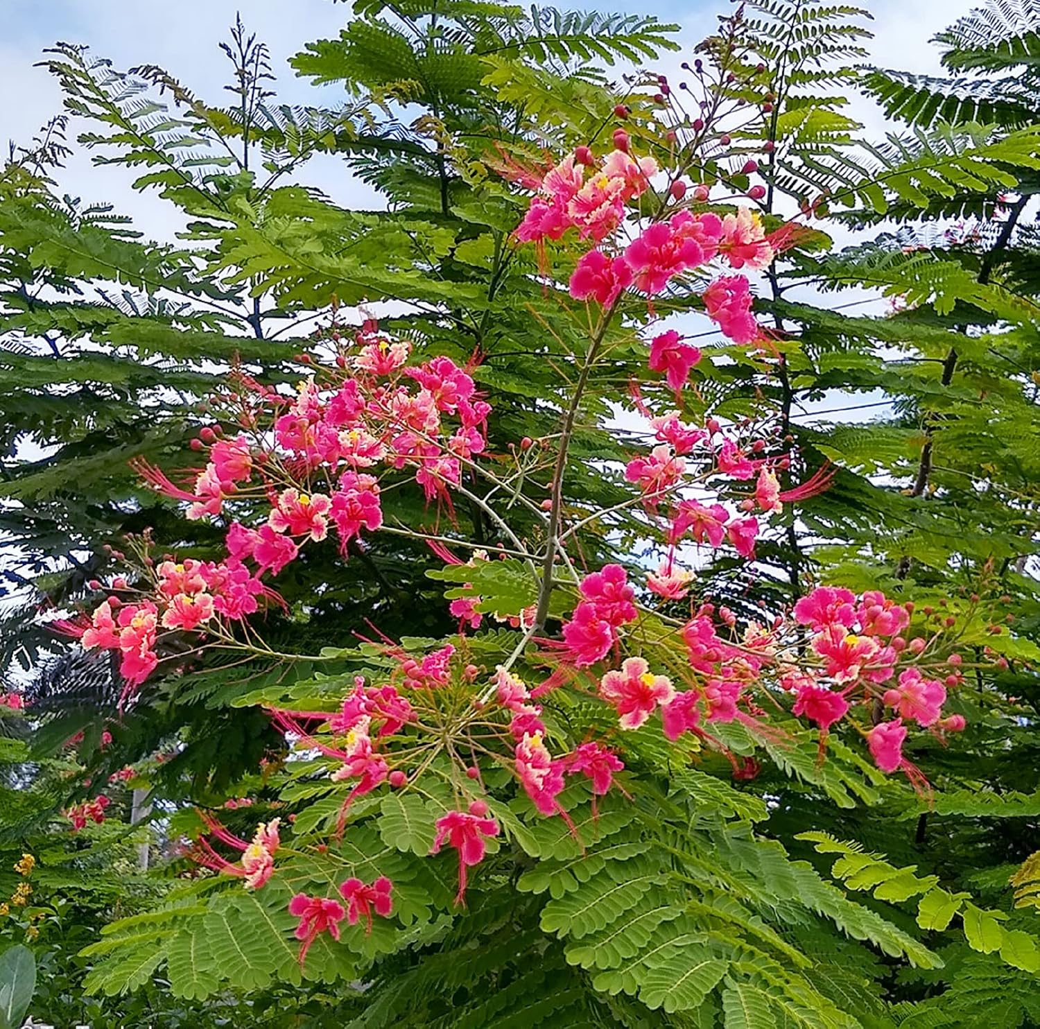 Amazon.com : CHUXAY GARDEN 10 Seeds Caesalpinia pulcherrima 'Rubra ...