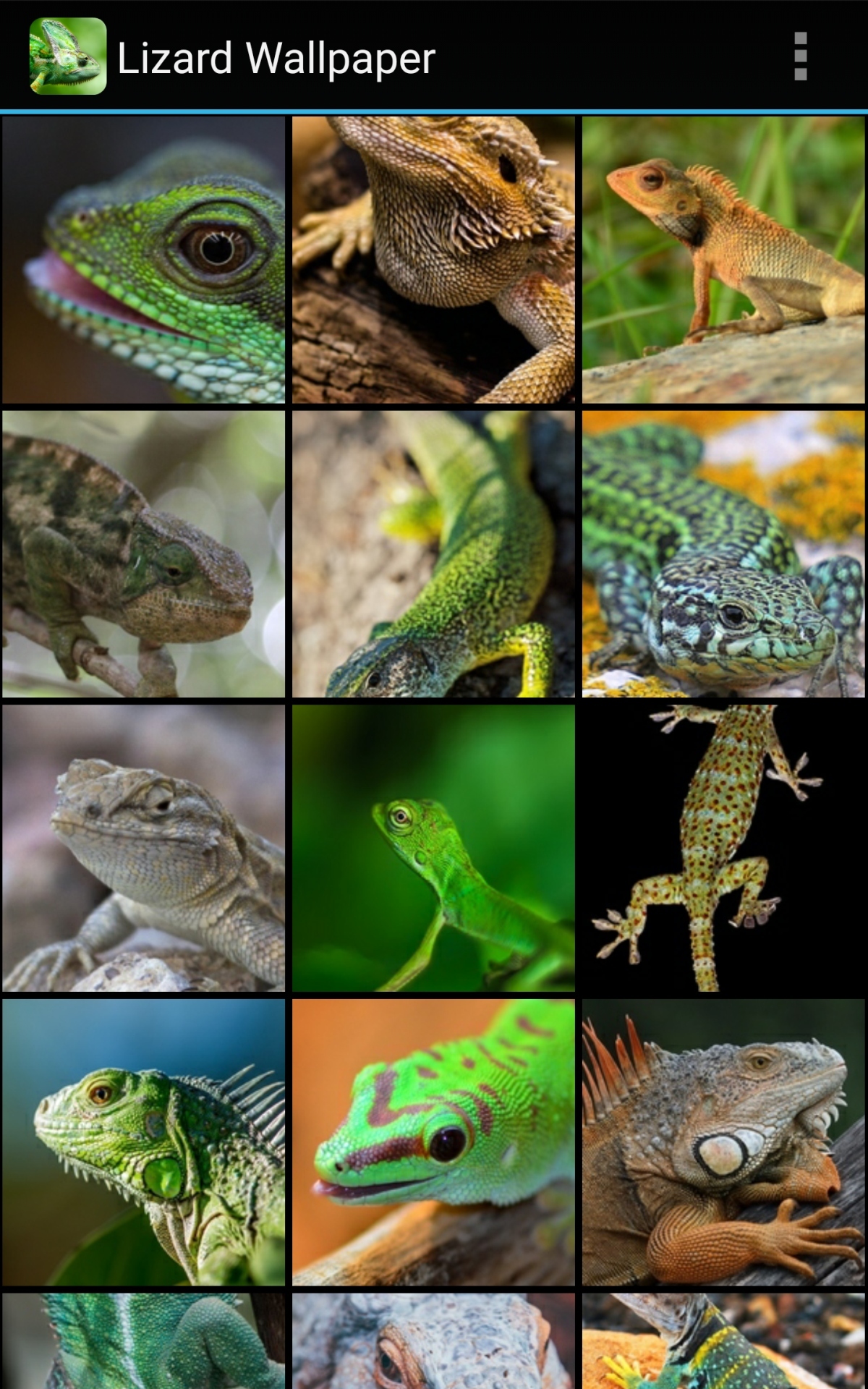 Lizard Wallpaper:Amazon.com:Appstore for Android