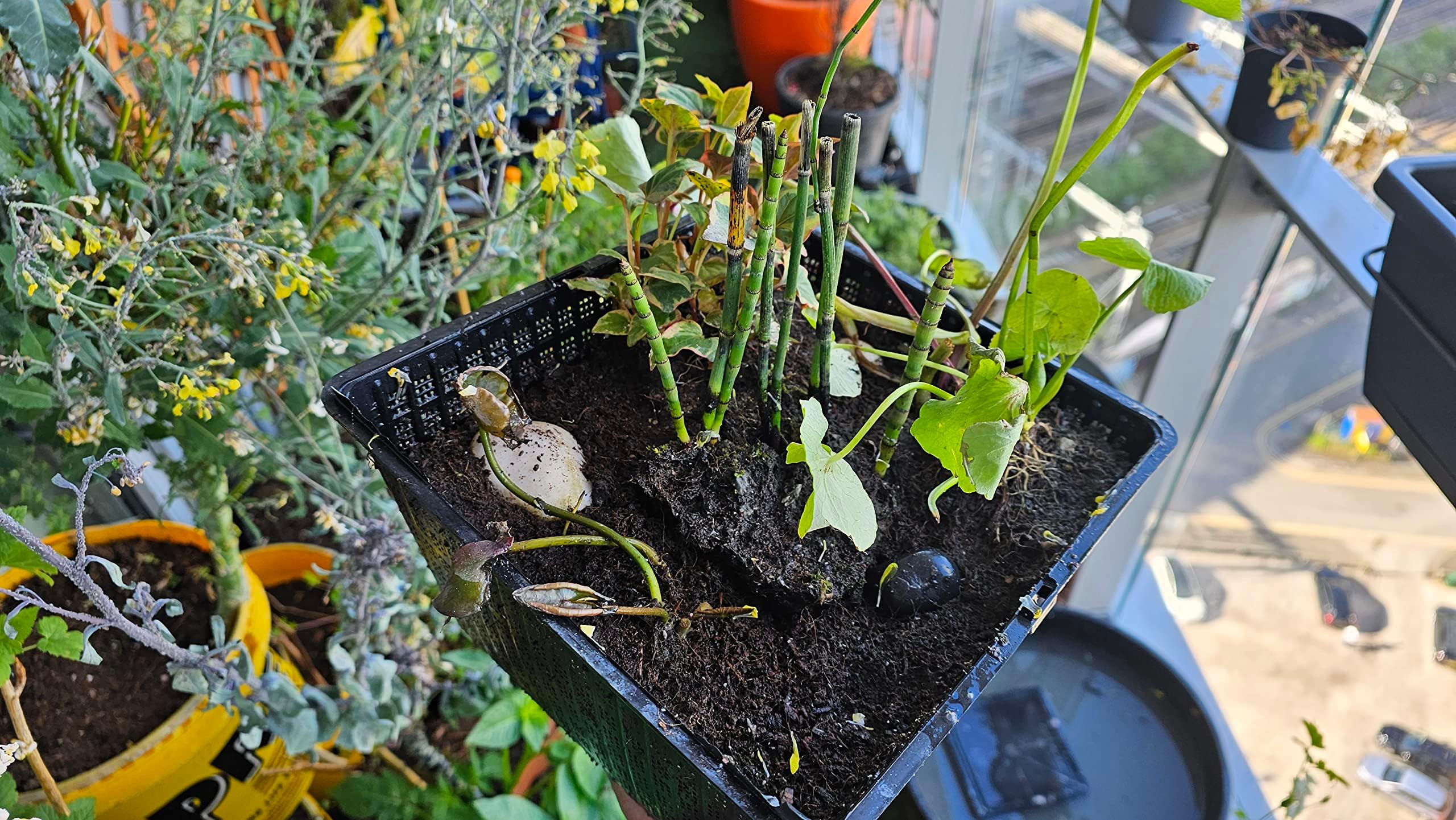 PondPlantsUK - Complete Patio Pond Set - Dwarf Lily - 3 Marginal Plants ...